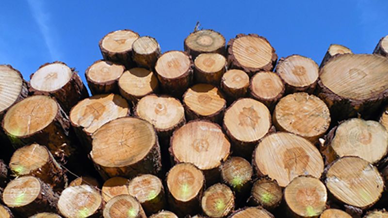 FSC macht Holz-Check in Baumärkten